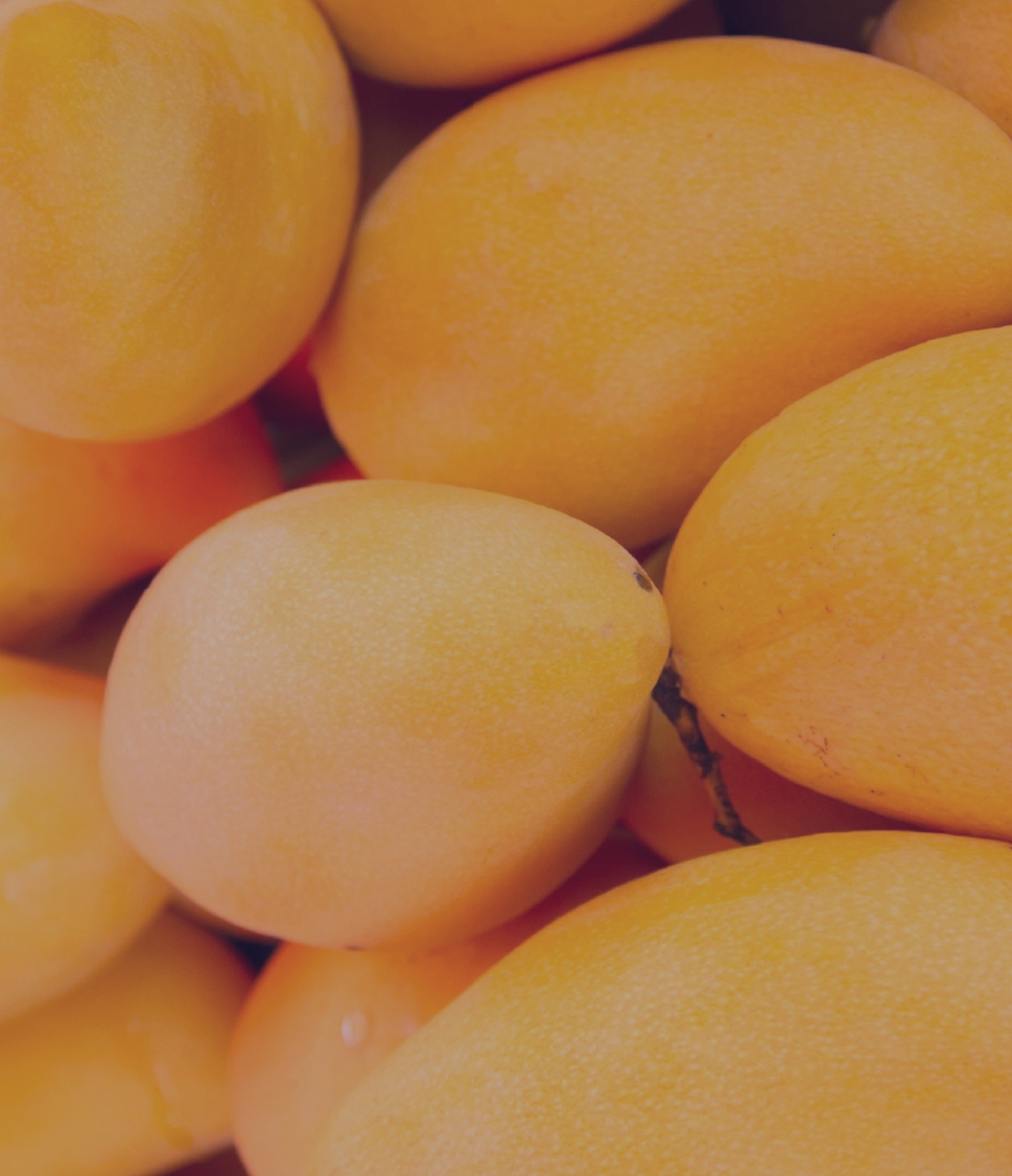 PT SIGNA HUSADA - Home